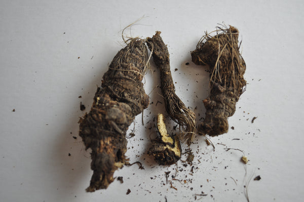 Naabi, Osha, Bear Root – Cool Runnings Music